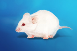 封闭群大鼠-斯贝福（北京）生物技术有限公司