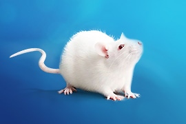 C57BL/6JNifdc mice-SPF (Beijing) Biotechnology Co., Ltd.