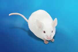 KM mice-SPF (Beijing) Biotechnology Co., Ltd.