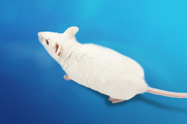KM mice-SPF (Beijing) Biotechnology Co., Ltd.