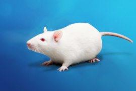 F344 Rat-SPF (Beijing) Biotechnology Co., Ltd.